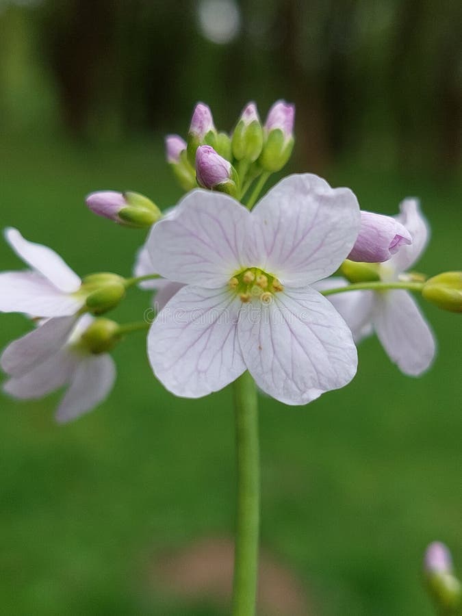 Cardamine Pratensis stock image. Image of cardamine - 248668453