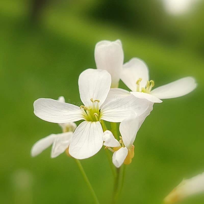 Cardamine pratensis stock image. Image of buds, mayflower - 268639917