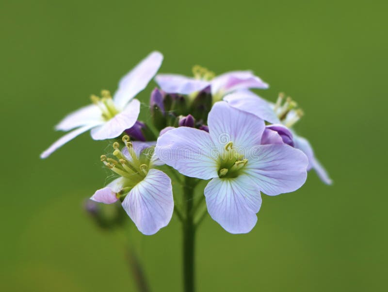 Cardamine pratensis stock image. Image of flowering - 316433773