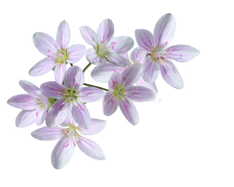 Cardamine Pratensis Flower stock image. Image of pink - 28407601