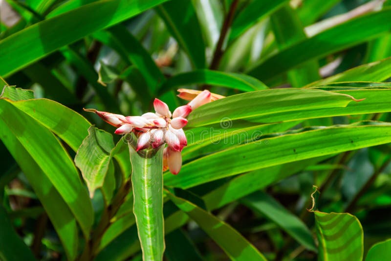 Cardamom Flower Growing on Spice Farm Stock Photo - Image of cardamum ...