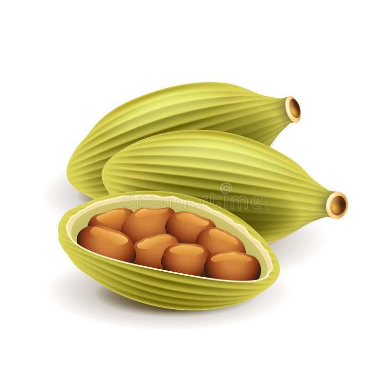 Cardamom Stock Illustrations – 9,915 Cardamom Stock Illustrations ...