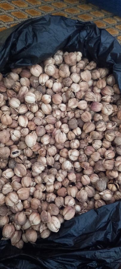 Cardamom Kapol , stock photo. Image of spice, dish, crop - 266985724