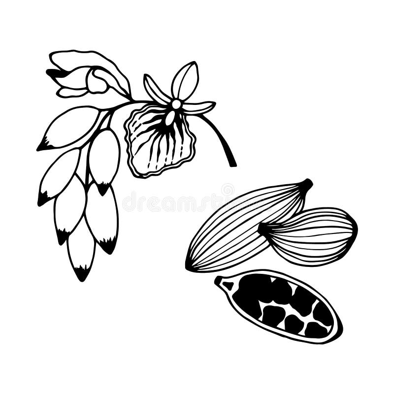 Cardamom Plant Botanical Hand Drawn Set of Sketch Vector Illustration ...