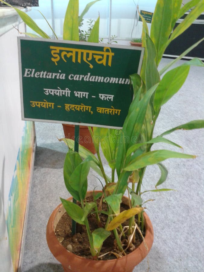 Cardamom plant in pot. stock image. Image of soil, green - 248027561