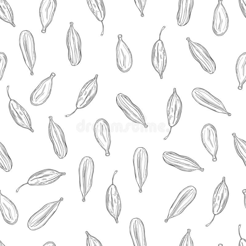 Cardamom Plant. Vector Seamless Pattern Stock Vector - Illustration of ...