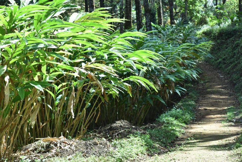 Cardamom Plantation with Treck Path Stock Photo - Image of treck ...