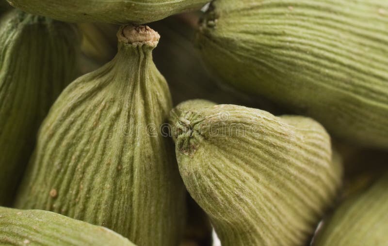 Cardamom pods stock image. Image of cardamom, spice, ripe - 5311755