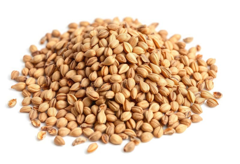 Cardamom Seeds Pile Isolated Stock Illustration - Illustration of herb ...