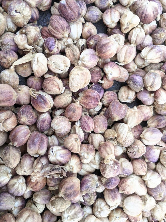 Cardamom Seeds that are in the Process of Drying Stock Image - Image of ...