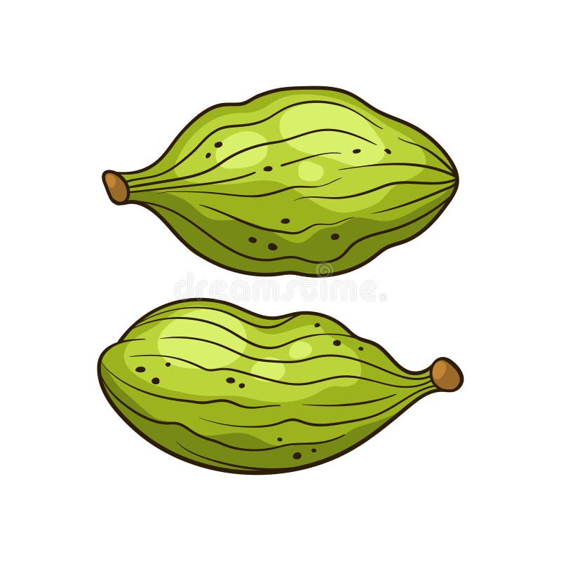 Cardamom Spice. Vector Illustration on White Background Stock ...