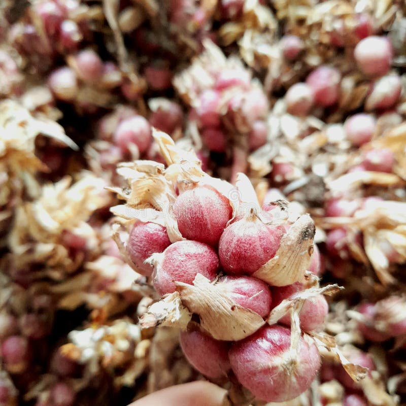 Cardamom Spices in Indonesia Stock Image - Image of spices, garden ...