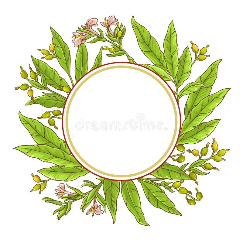 Cardamom Vector Hand Drawn Illustration Set with Plant and Seeds Stock ...