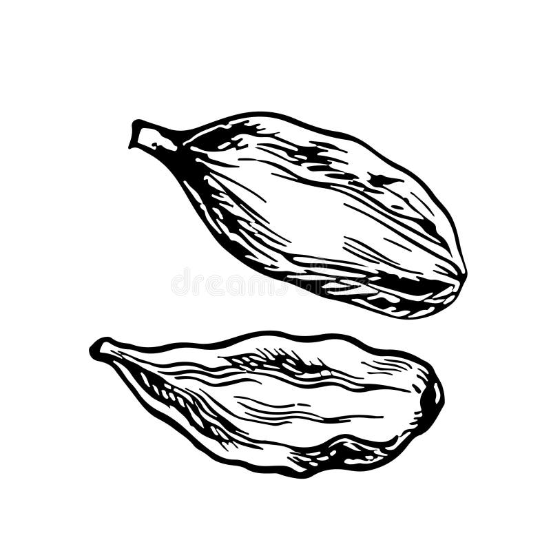 Cardamom. Vector Graphics with the Image of Fragrant Spices. a Black ...