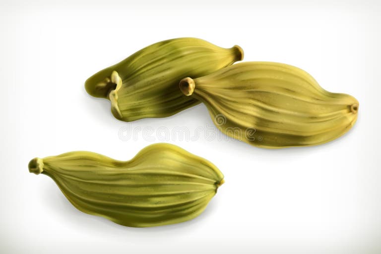 Aromatic Cardamom Pod Stock Illustrations – 795 Aromatic Cardamom Pod ...