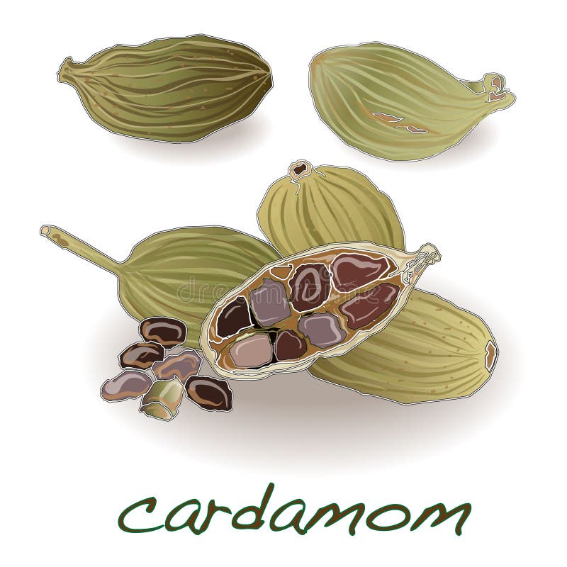 Cardamomo Con Vector Aislado Semillas Ilustración del Vector ...