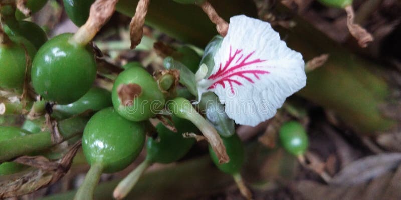 364 Flor Del Cardamomo Fotos - Libres de Derechos y Gratuitas de Dreamstime