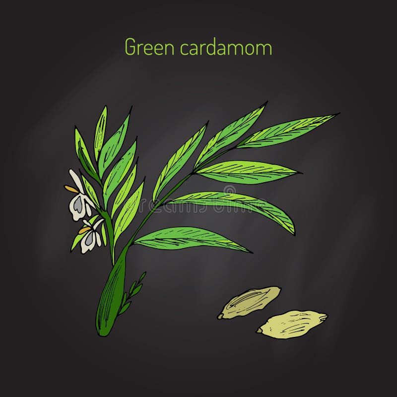 Cardamomo Verde O Vero Della Pianta Aromatica Illustrazione Vettoriale ...