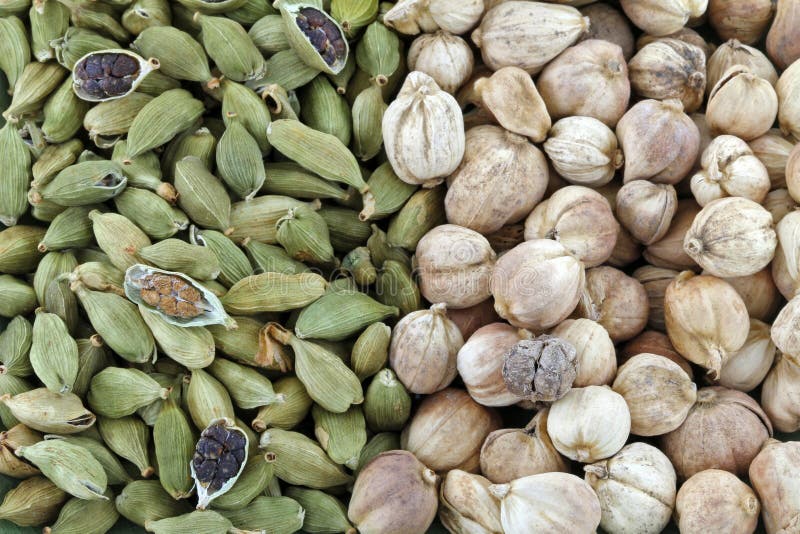 Cardamomo Verde Verde E Cardamomo Siamese Rotondo Fotografia Stock ...