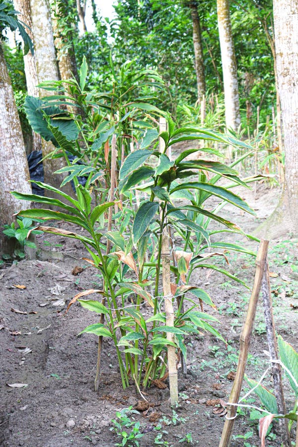 Cardamon Tree Farm on Field Stock Image - Image of herb, nutmeg: 253712287
