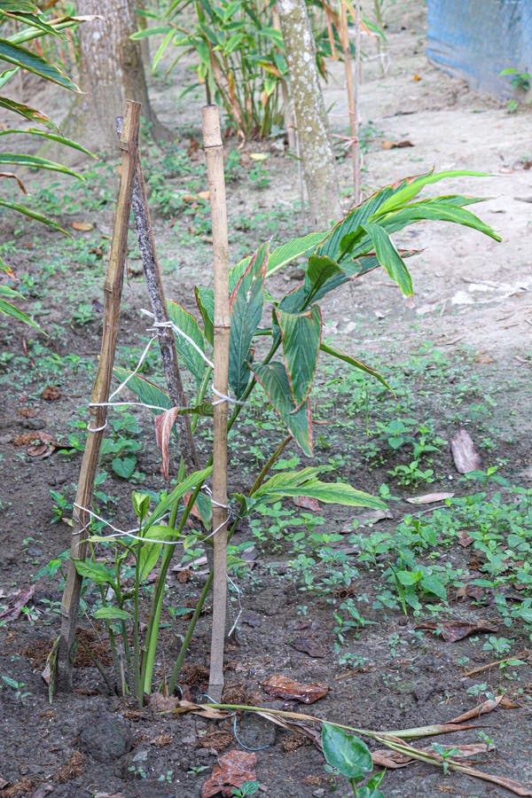 295 Cardamom Farm Stock Photos - Free & Royalty-Free Stock Photos from ...