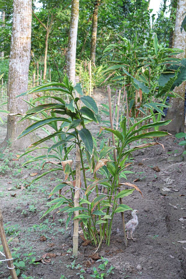 Cardamon Tree Farm on Field Stock Image - Image of nutmeg, food: 253712541