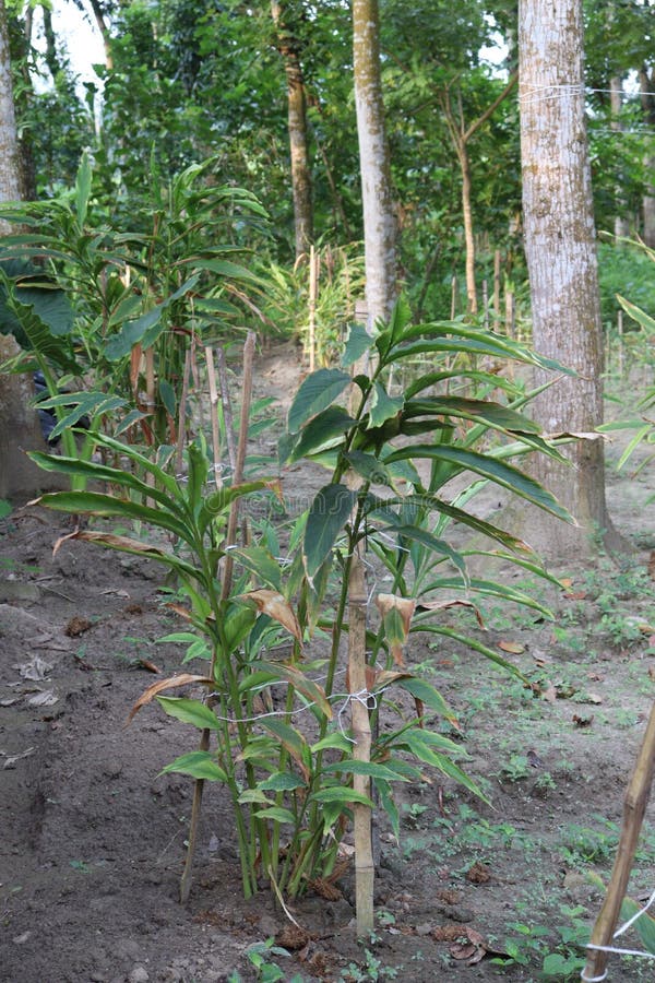 Cardamon Tree Farm on Field Stock Photo - Image of organic, cardamom ...