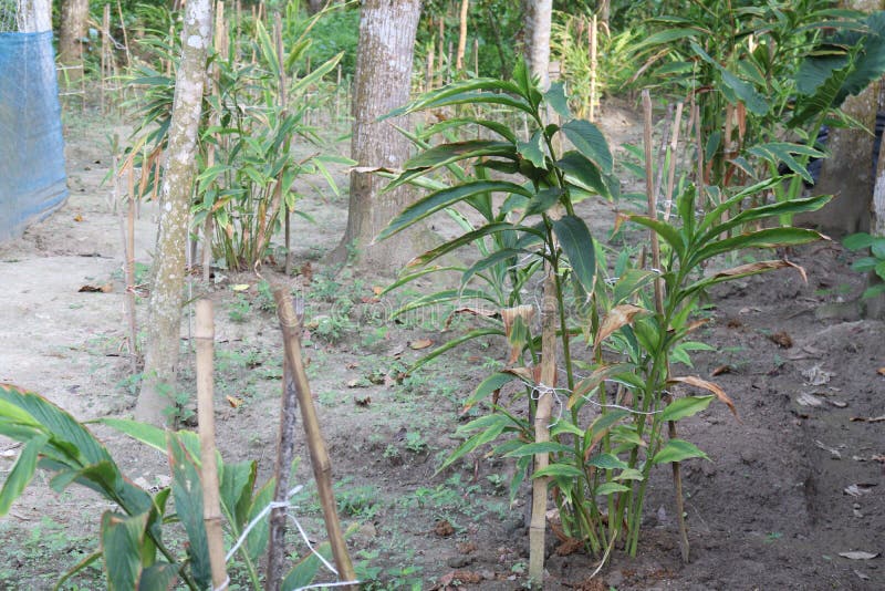 295 Cardamom Farm Stock Photos - Free & Royalty-Free Stock Photos from ...