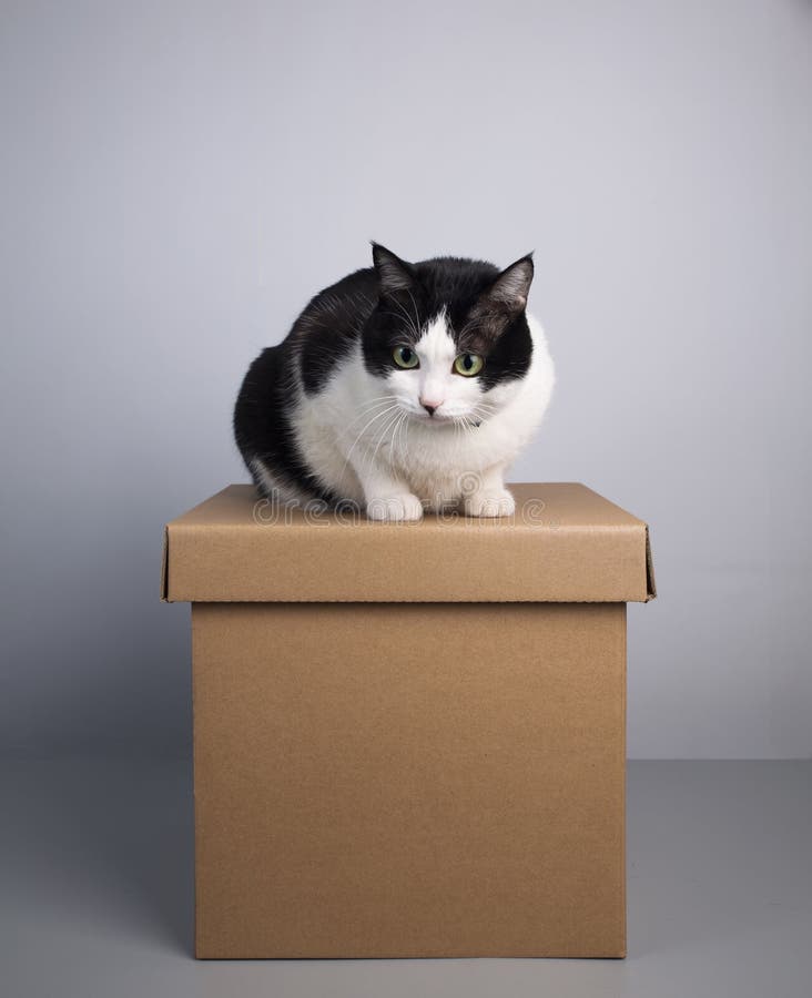 Cardboard box with cat stock photo. Image of brown, blank - 113778956