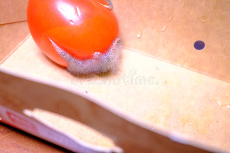 In Cardboard Box There is a Red Tomato, Which is Infested by a Strong ...
