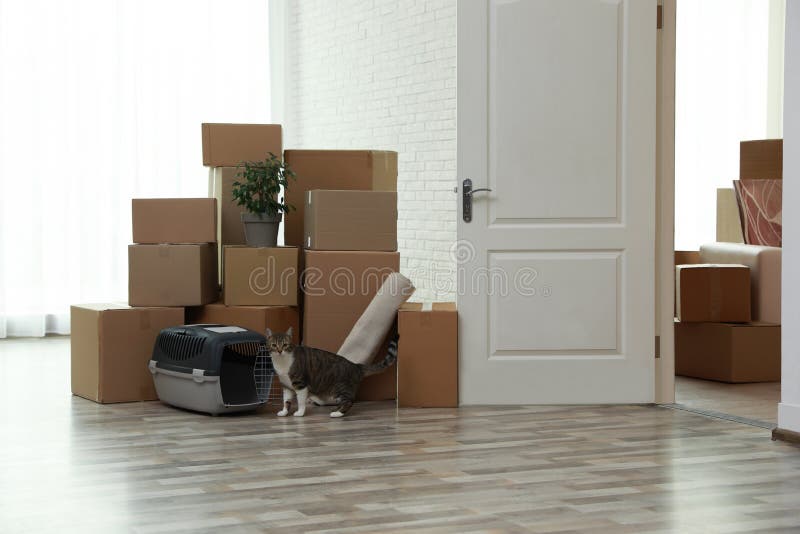 Cardboard Boxes and Cat in Room on Moving Day Stock Photo - Image of ...