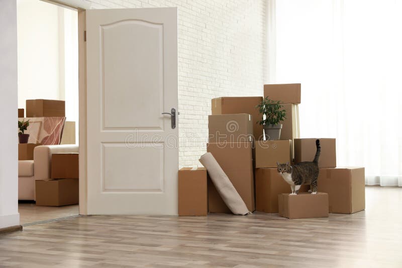 Cardboard Boxes and Cat in Room on Moving Day Stock Image - Image of ...