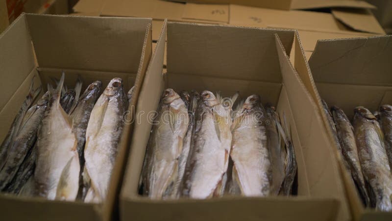 Cardboard Boxes with Fish in the Warehouse. Fish in a Box before ...