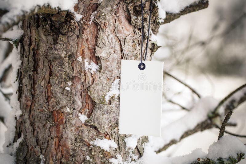 Cardboard Label on Pine Tree Stock Photo - Image of forest, template ...