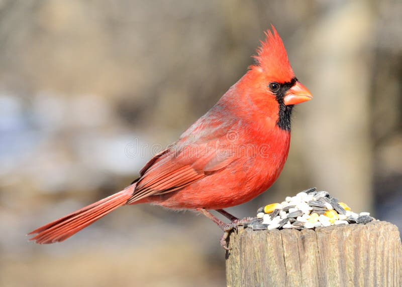 Um Cardinal Masculino Vermelho Empoleirado Com Um Fundo Verde Foto de ...