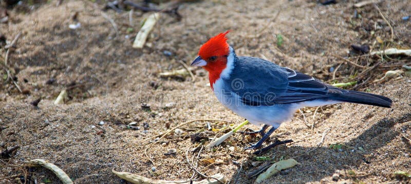 Cardenal con cresta rojo imagen de archivo. Imagen de salvaje - 36453987