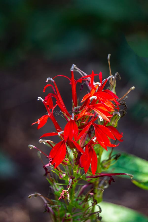 Cardenal Flower, Lobelia Cardinalis Imagen de archivo - Imagen de ...