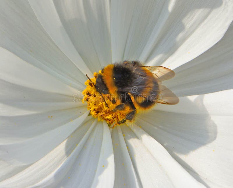 Carder Bee on white flower stock photo. Image of collecting - 360415310