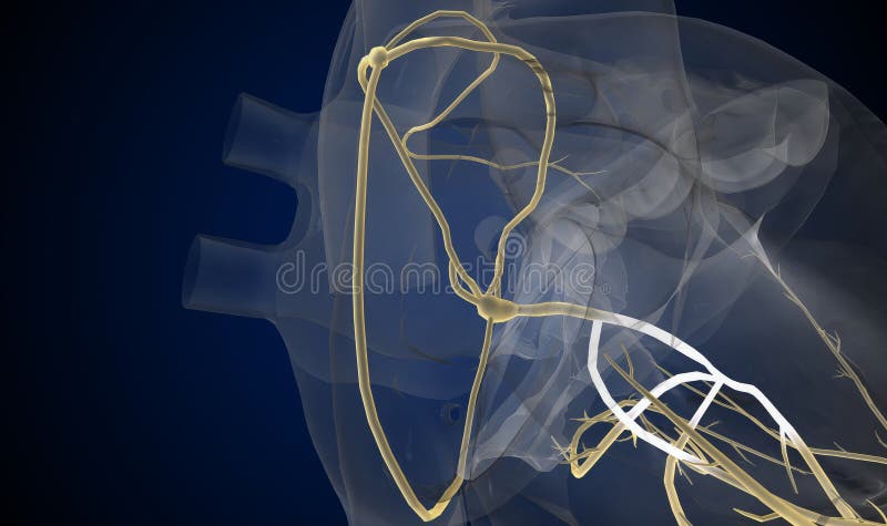 The Cardiac Conduction System is a Specialized Network of Nerve Stock ...