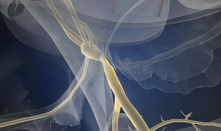 Cardiac Conduction System Stock Illustrations – 294 Cardiac Conduction ... Cardiac Conduction System Stock Illustrations – 294 Cardiac Conduction ...
