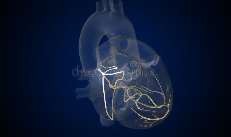 The Cardiac Conduction System is a Specialized Network of Nerve Stock ...