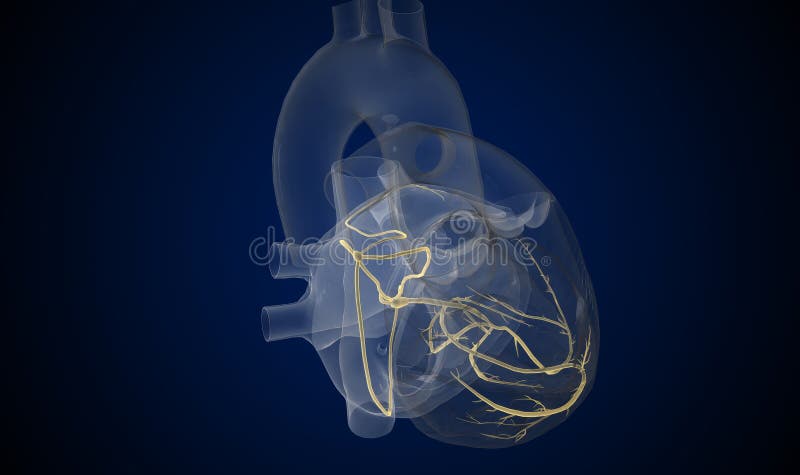 The Cardiac Conduction System is a Specialized Network of Nerve Stock ...