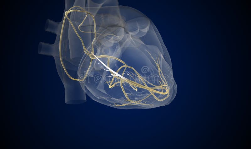 Cardiac Conduction System 3d Medical Stock Illustration - Illustration ...