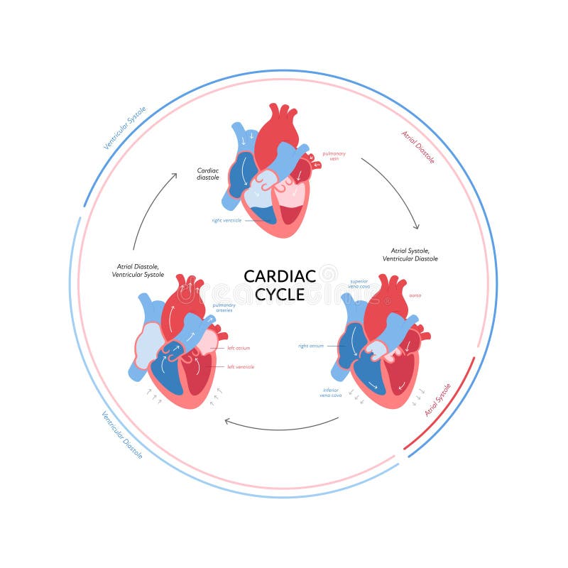 Cardiac Cycle Diastole Systole Human Heart Anatomy