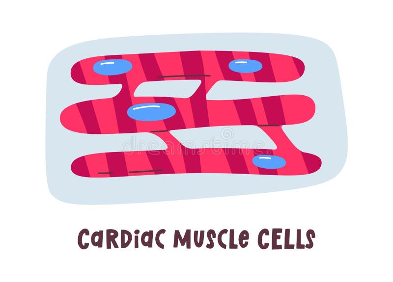 Cardiac Muscle Cells stock vector. Illustration of contraction - 280800191