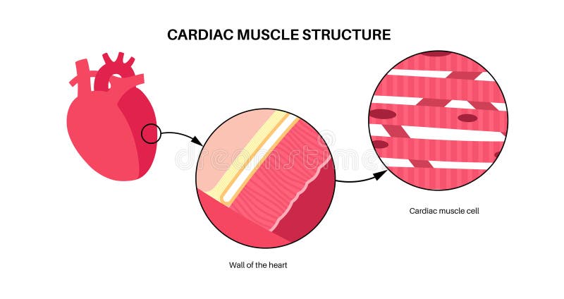 Cardiac Tissue Cells Stock Illustrations 359 Cardiac Tissue Cells