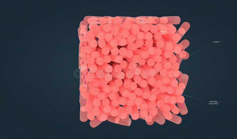 Cardiac Muscle Tissue, Structure and Function Stock Illustration ...