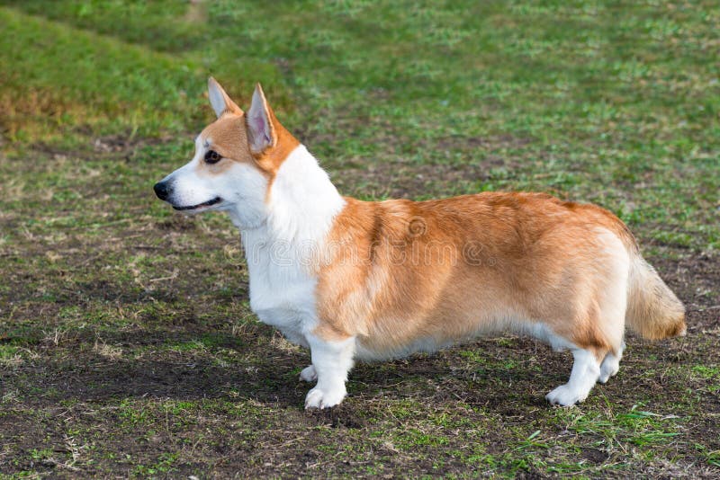Cardigan Welsh Corgi Profile. Stock Photo - Image of corgi, irish: 65604310