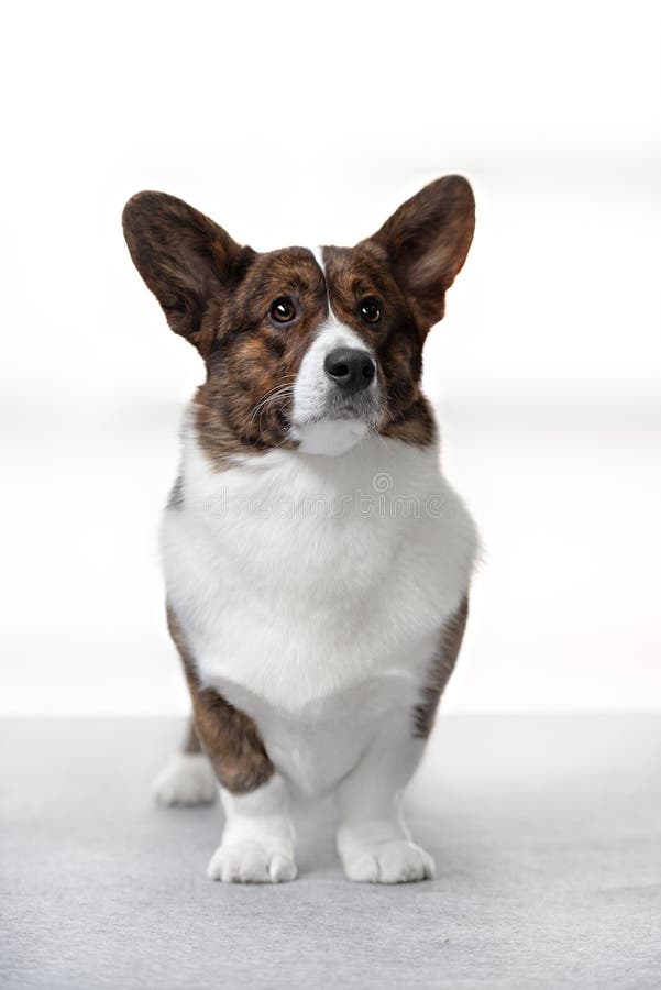 A Corgi Dog Sitting on a Black Surface Looking Up Stock Photo - Image ...