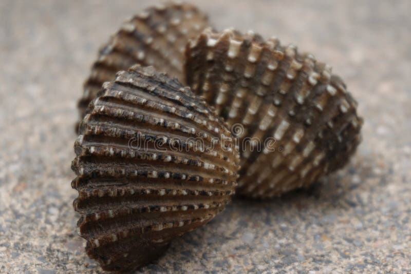 Cardiidae stock photo. Image of edible, bivalve, aquatic - 34638822